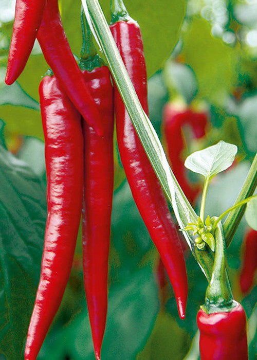 APACHE F1 – Pickney Plants