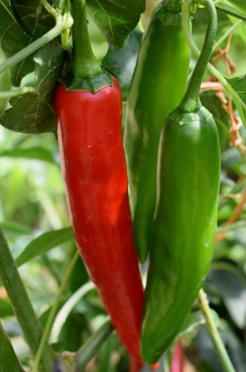CHILLI SERRANO – Pickney Plants