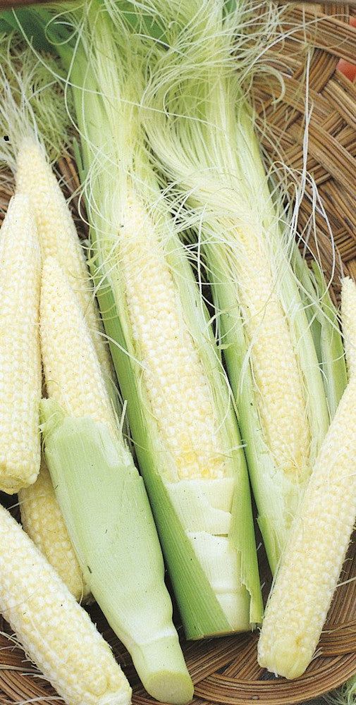 MINI POP – Pickney Plants