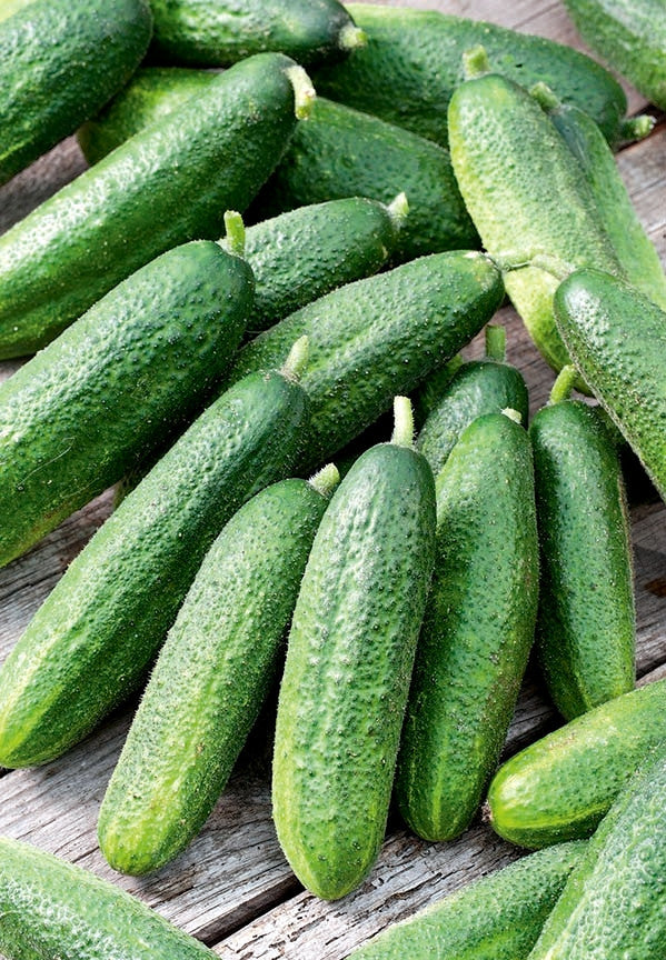 Cucumber GERKIN – Pickney Plants
